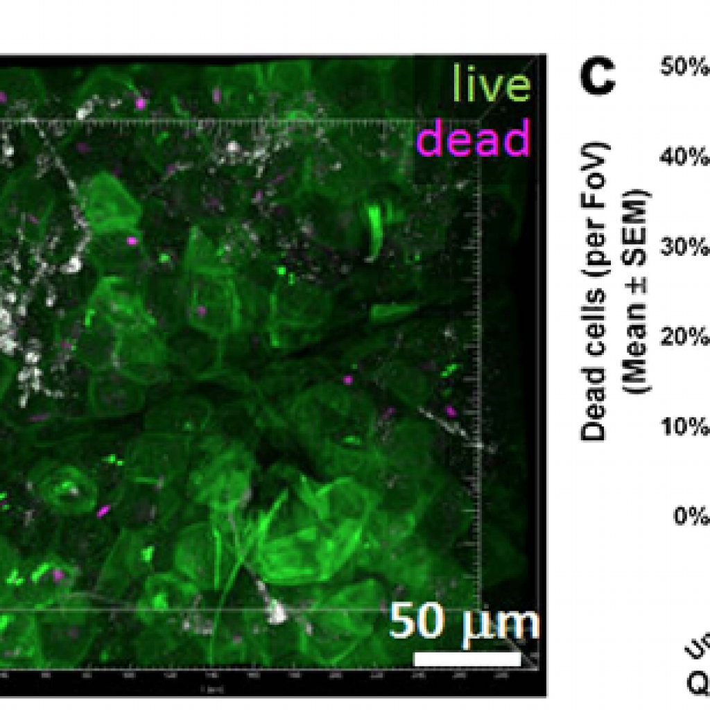QS-21: A Potent Vaccine Adjuvant - Desert King