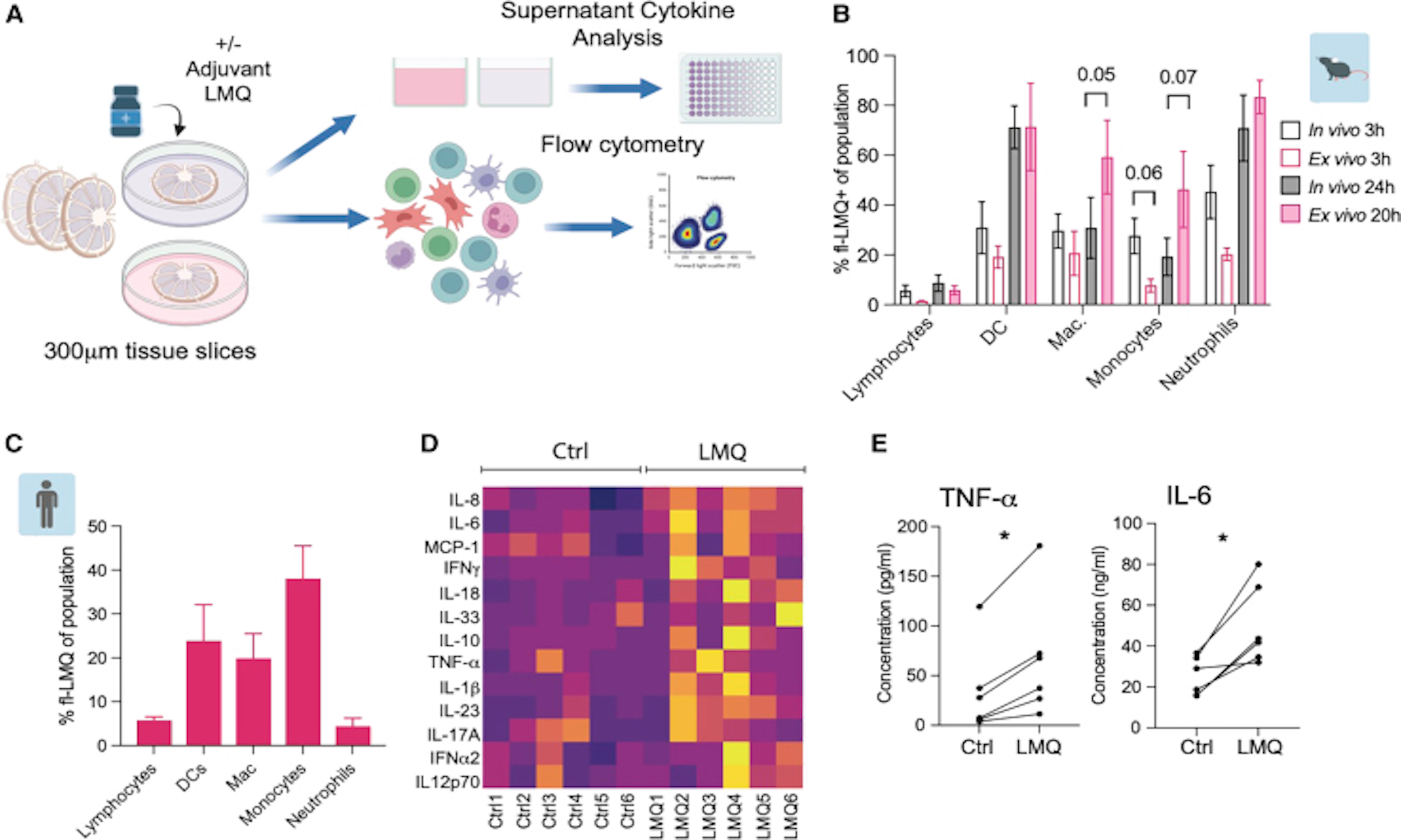 Human Lymph Node Model Shows Vaccine Adjuvant Response