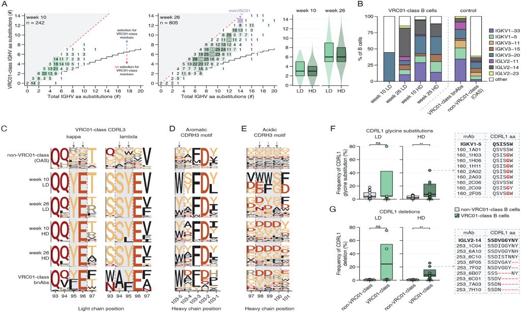 Precise HIV Antibody Precursor Targeting for a Vaccine