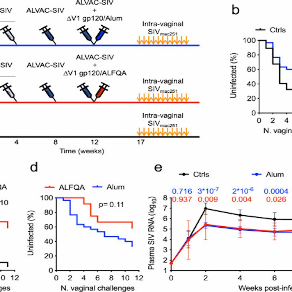 ΔV1gp120 ALFQA Vaccine Boosts Mucosal Immunity in Macaques