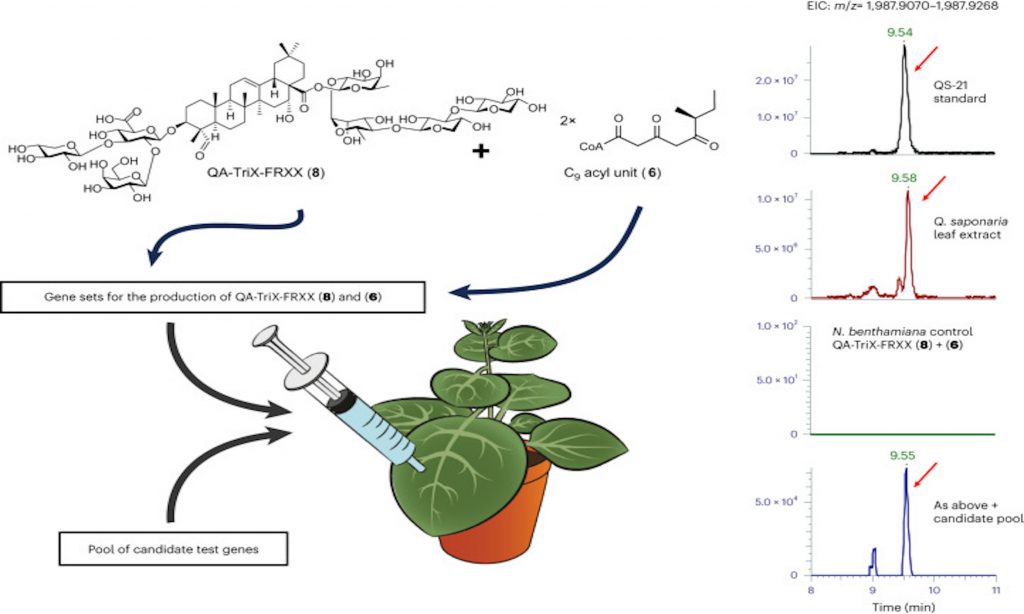 QS-21: structural insights and mechanisms