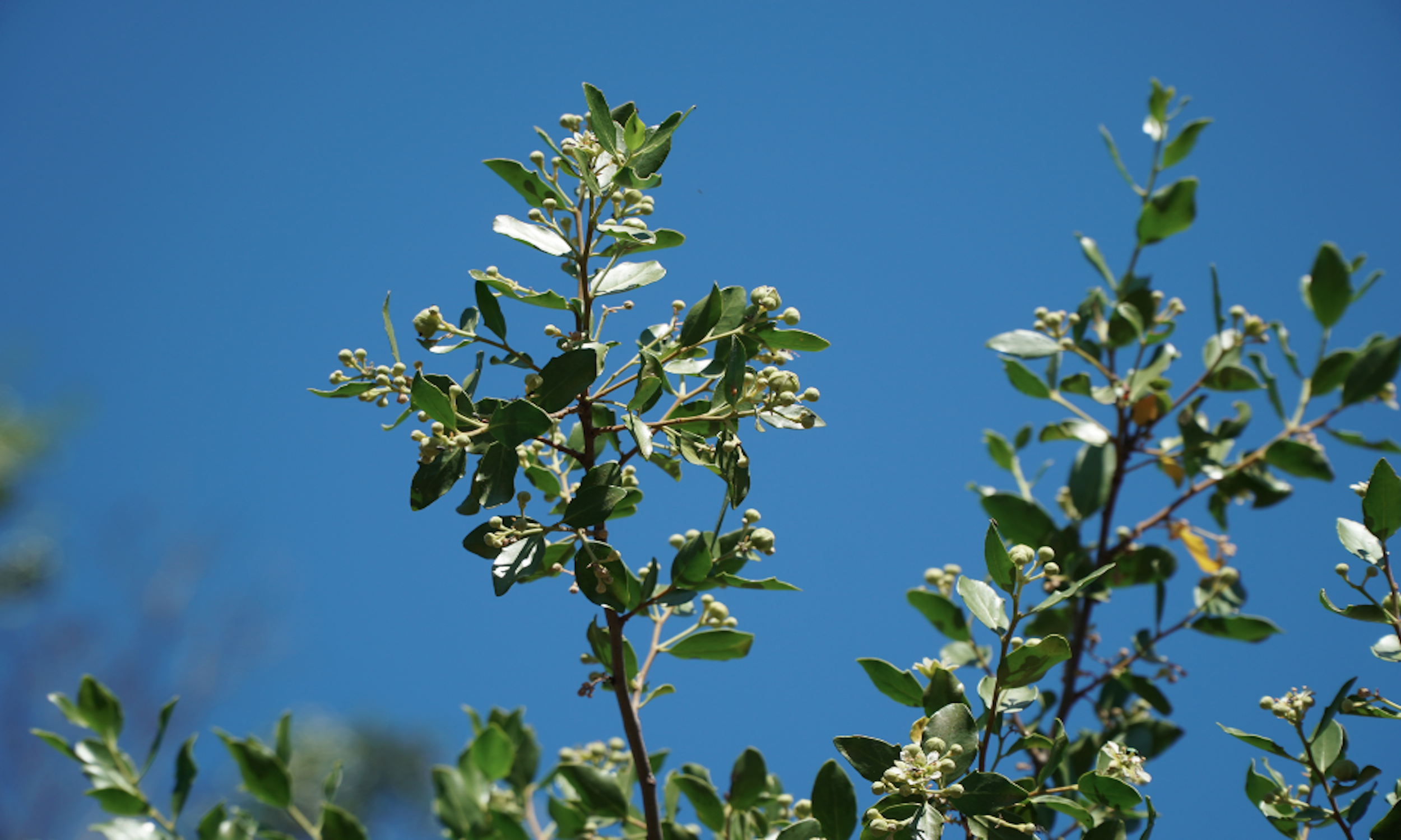 Desert King: Natural Agricultural Solutions from the Quillaja Tree