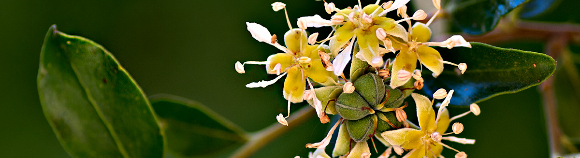 In vitro evaluation and molecular docking of QS-21 and quillaic acid ...